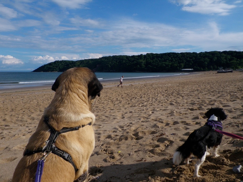 Dogs on Holiday | Laid Back Dogs